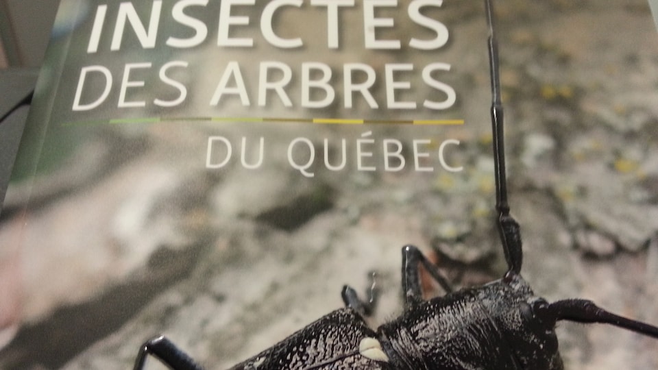 Les insectes et les arbres