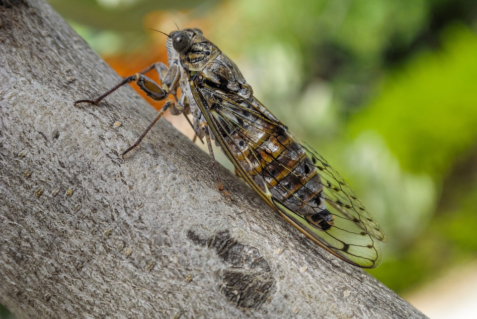 L'abdomen de la cigale, une caisse de résonance | Les années lumière