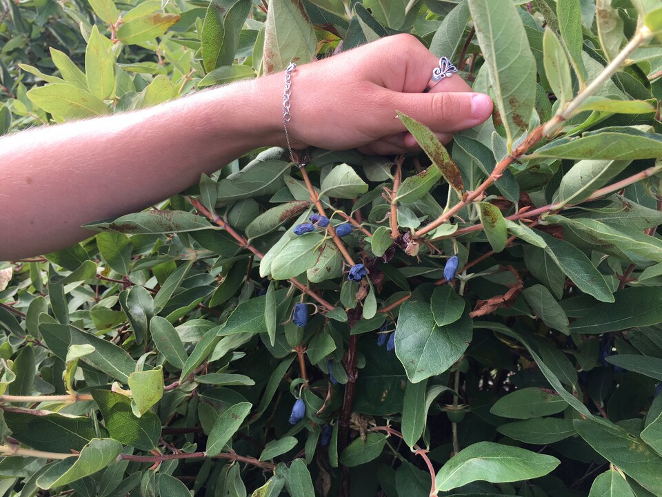Des produits à base de camerise dans le comté de Kent au Nouveau ...