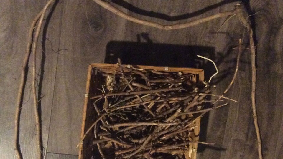 Préparer une boisson de racinette à partir de plantes de la forêt acadienne