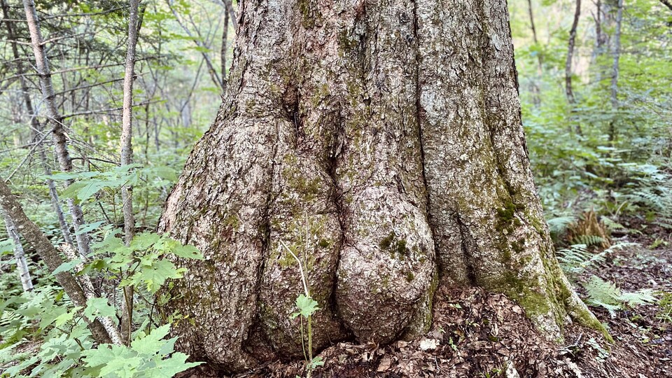 Une excellente nouvelle pour les défenseurs de la forêt Cyriac