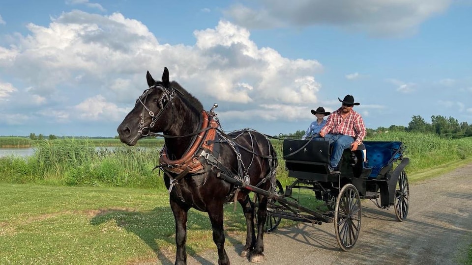 Des promenades en calèche sur le sentier riverain à Riverview