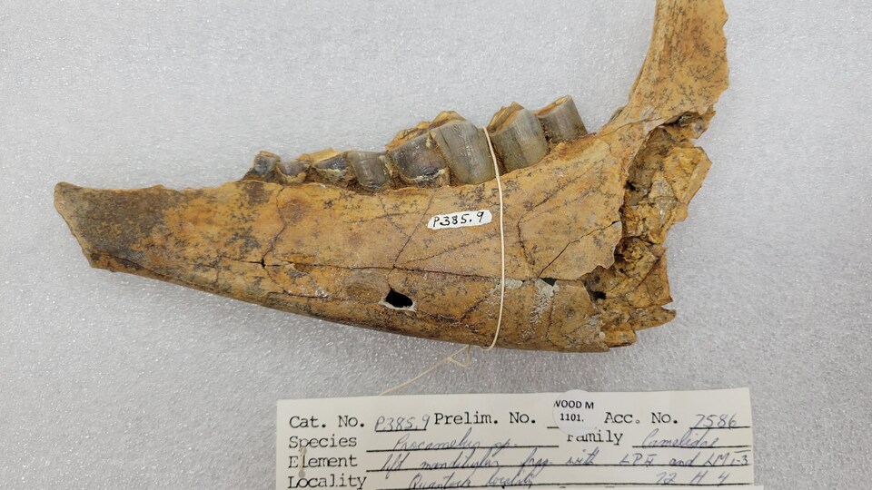 Le chameau, un animal aux racines arctiques