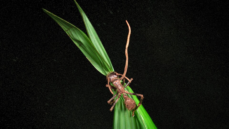 The Last of Us : Les humains risquent-ils une infection zombie?