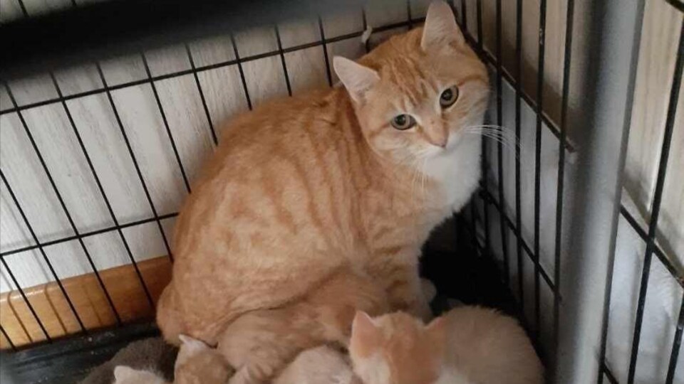 Un couple de Clare au service des chats abandonnés