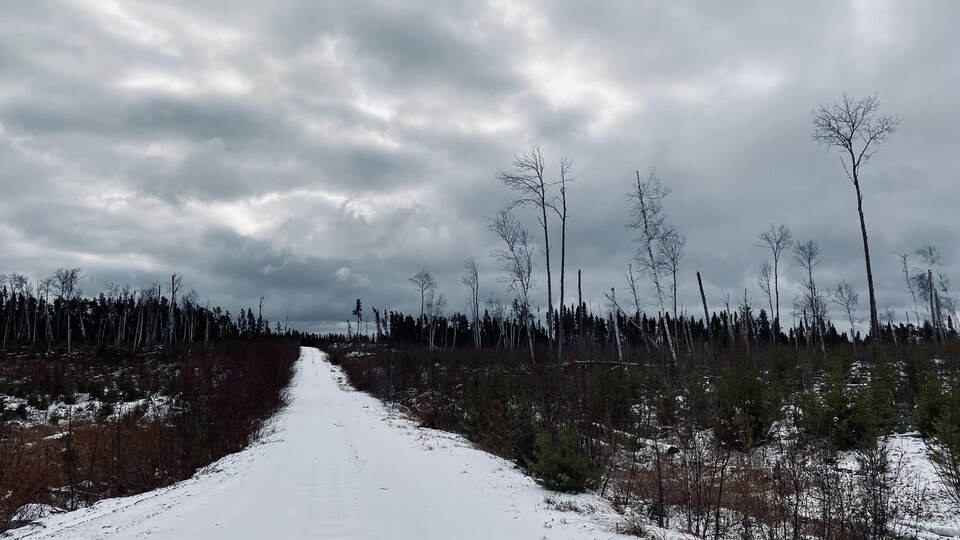 Les chemins forestiers envahissent le Québec sauvage au détriment de l ...