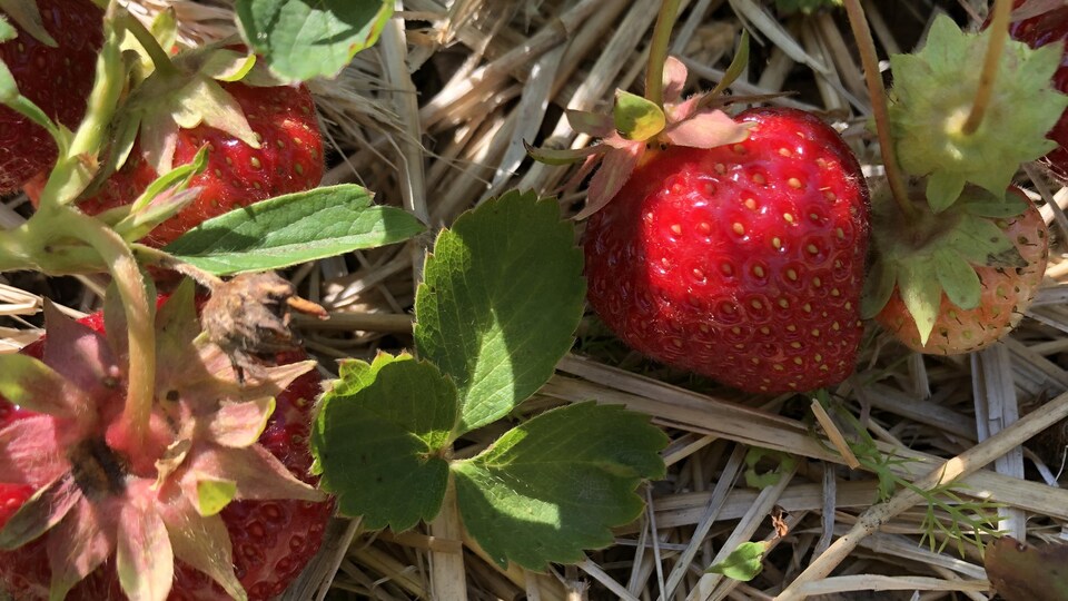 Cueillir des fraises pour soi et pour aider les agriculteurs