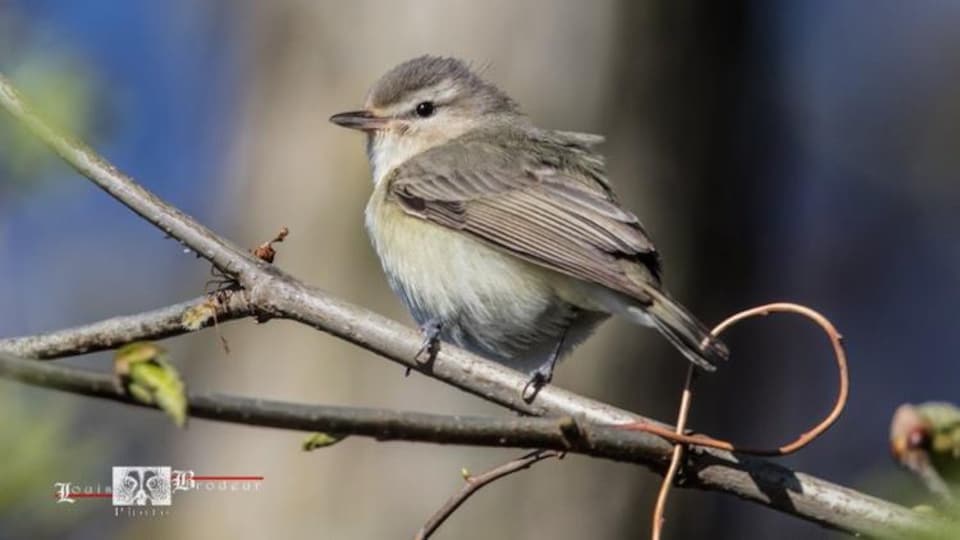(Re)découvrir les oiseaux avec le photographe et ornithologue Louis Brodeur