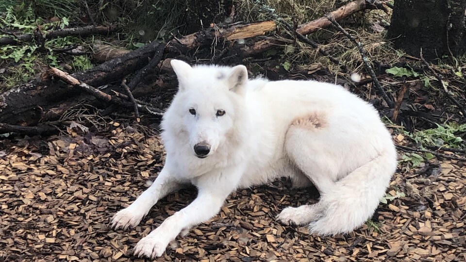 Les loups arctiques en lumières au zoo de Moncton | L'heure de pointe ...