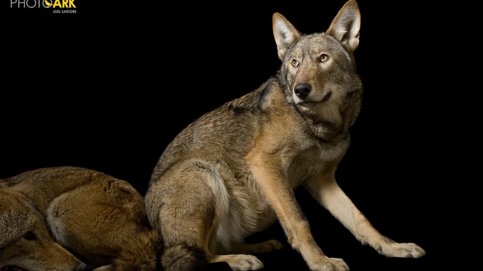Photographier toutes les espèces animales en captivité : le pari fou de ...