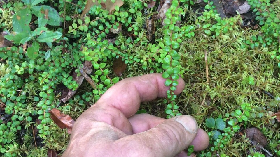 Préparer une boisson de racinette à partir de plantes de la forêt acadienne