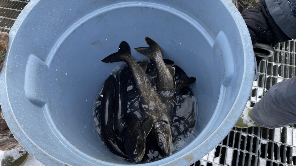 Sauvetage de poissons à Lac-Mégantic | Radio-Canada.ca