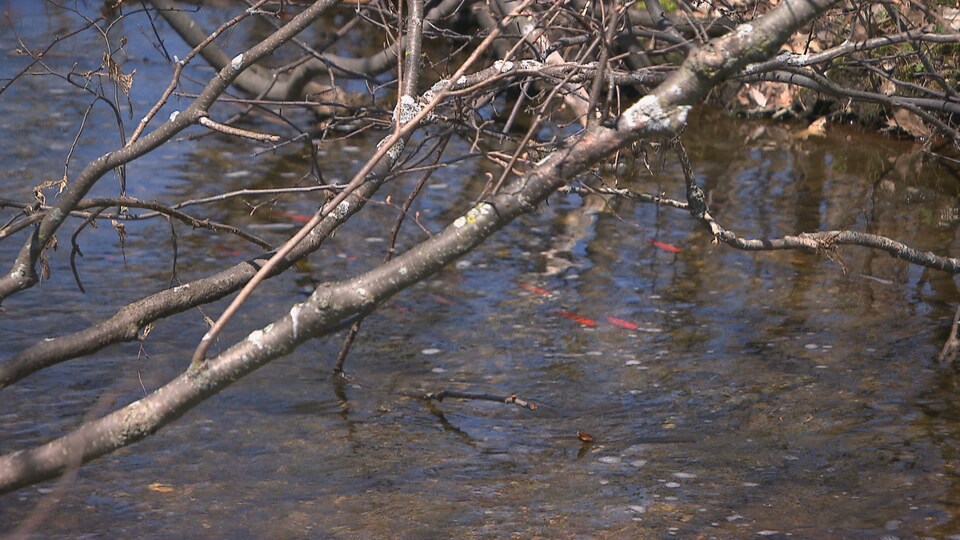 Les poissons rouges prolifèrent dans un étang de Danville | Radio-Canada.ca
