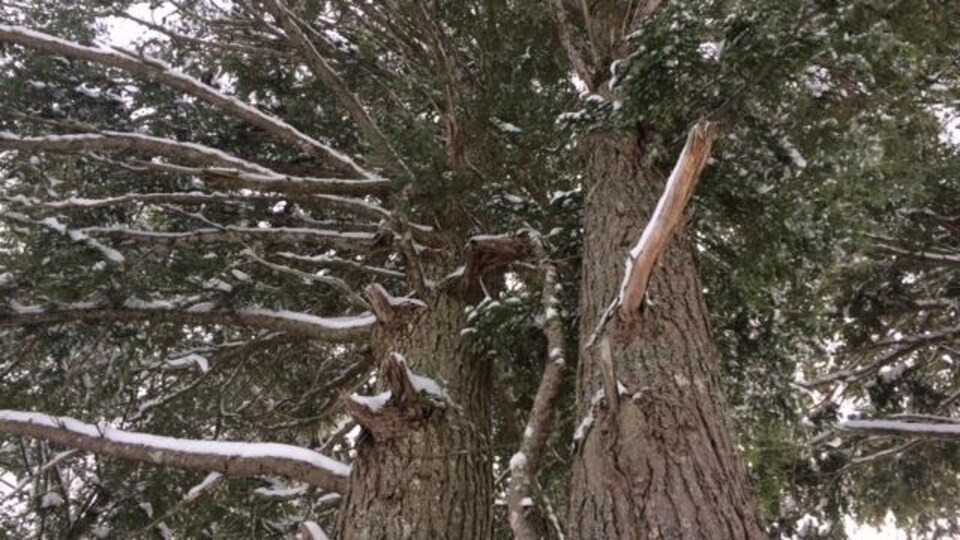 La pruche, conifère important des Acadiens et Autochtones