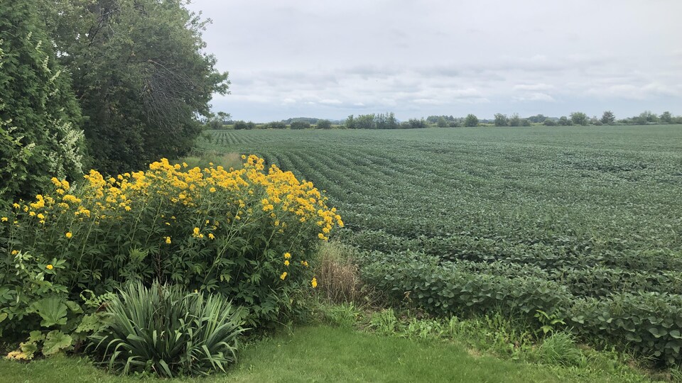 Le Groupe Suroît poursuit la municipalité d’Upton pour 11 M$ | Radio ...