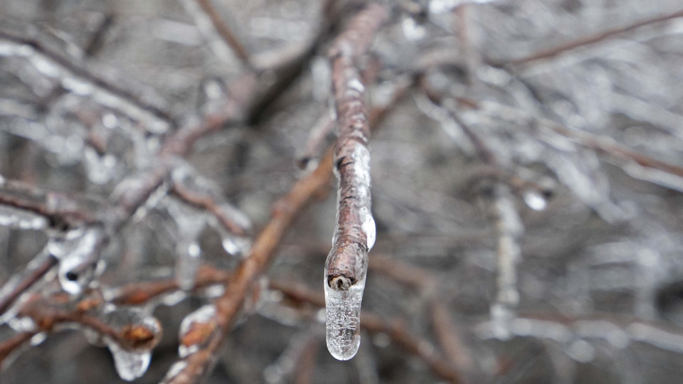 Quel est l’impact du verglas sur la forêt de la région?