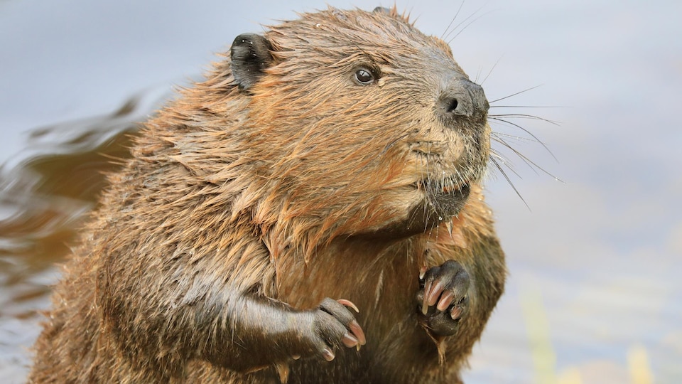 La semaine verte - Des castors qui dérangent