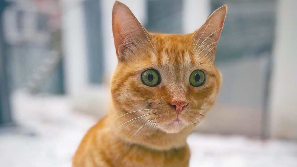 ICI Télé | Radio-Canada.ca