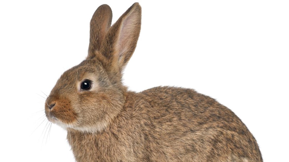 Hausse marquée d’abandons de lapins cette année