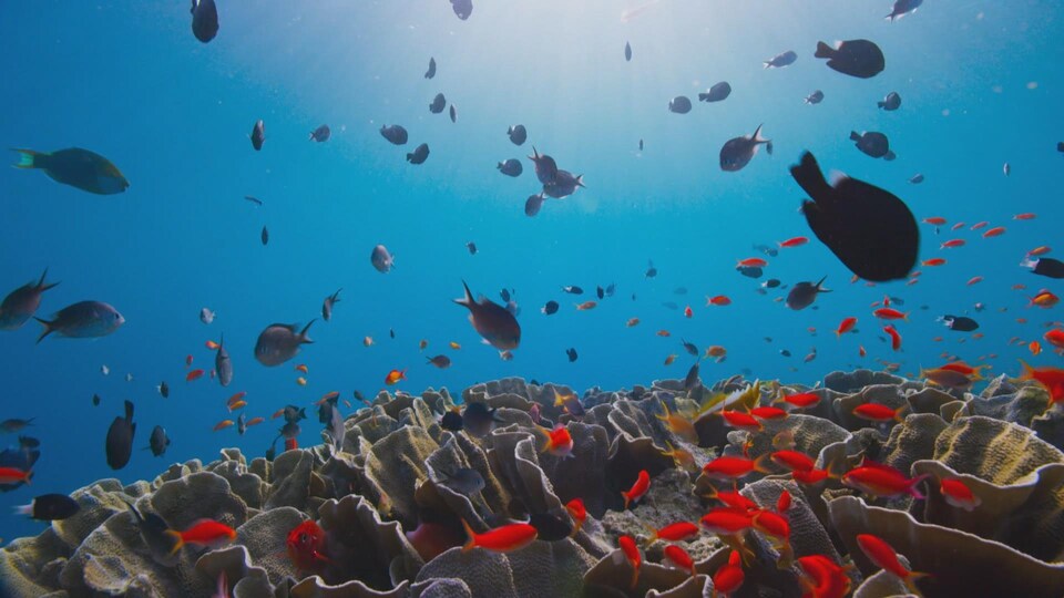 Chronique d'un Océan à l'autre avec Lyne Morissette