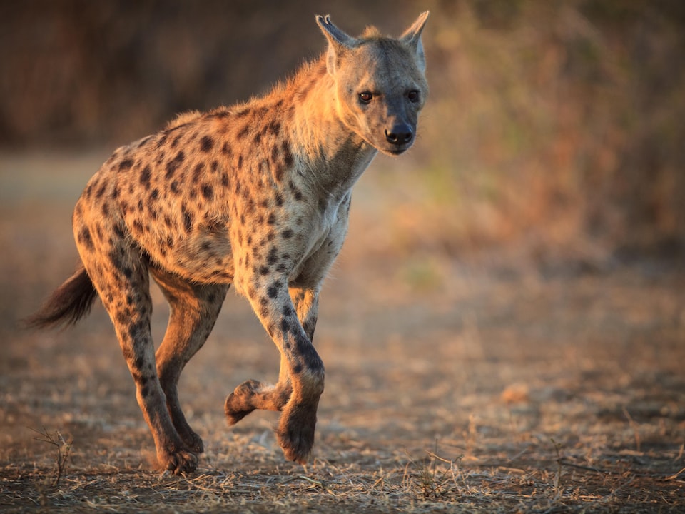 Chez la hyène, des coalitions fortes donnent du pouvoir | ICI Radio ...