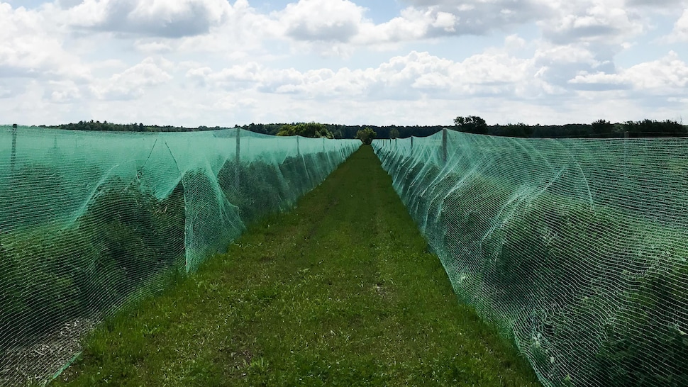 Avez-vous déjà goûté à la camerise? | Savourer x Mordu