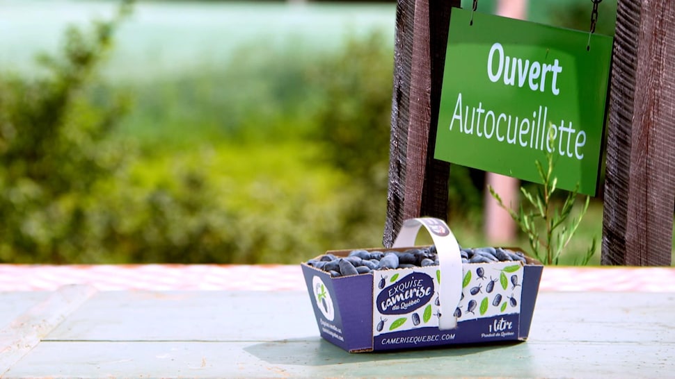 La camerise : un petit fruit avec un grand avenir | Mordu