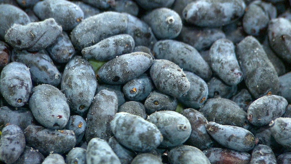 La camerise : un petit fruit avec un grand avenir | Mordu