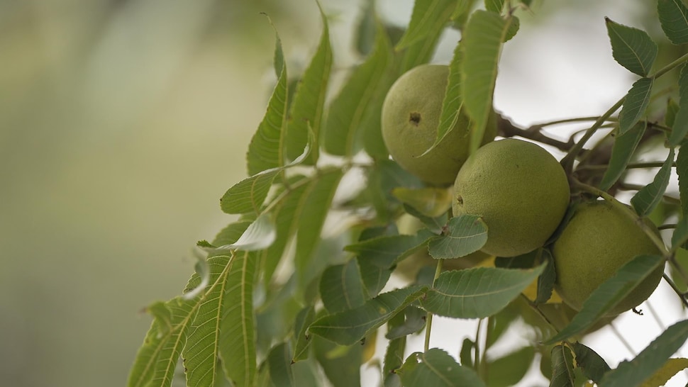 Les noix du Québec : du travail acharné et des saveurs uniques | Mordu