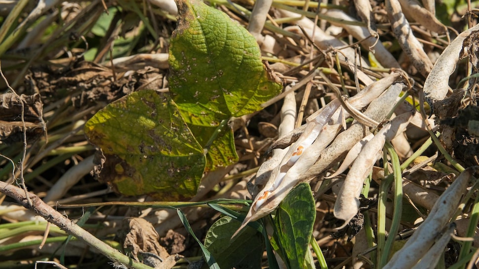 Ferme Le Goglu, rare producteur de légumineuses biologiques au Canada ...