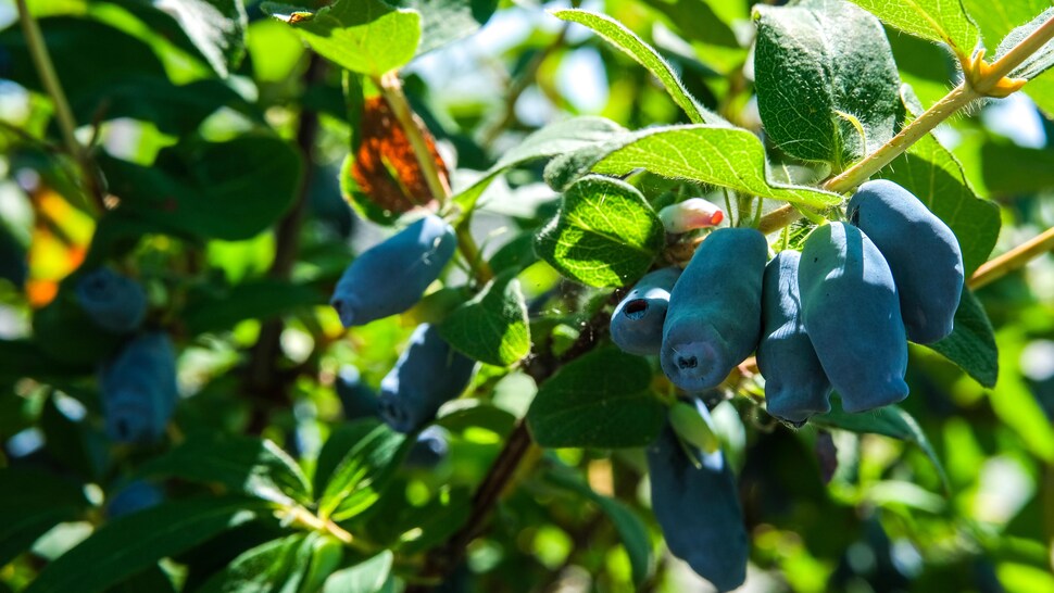 La camerise : un petit fruit avec un grand avenir | Mordu