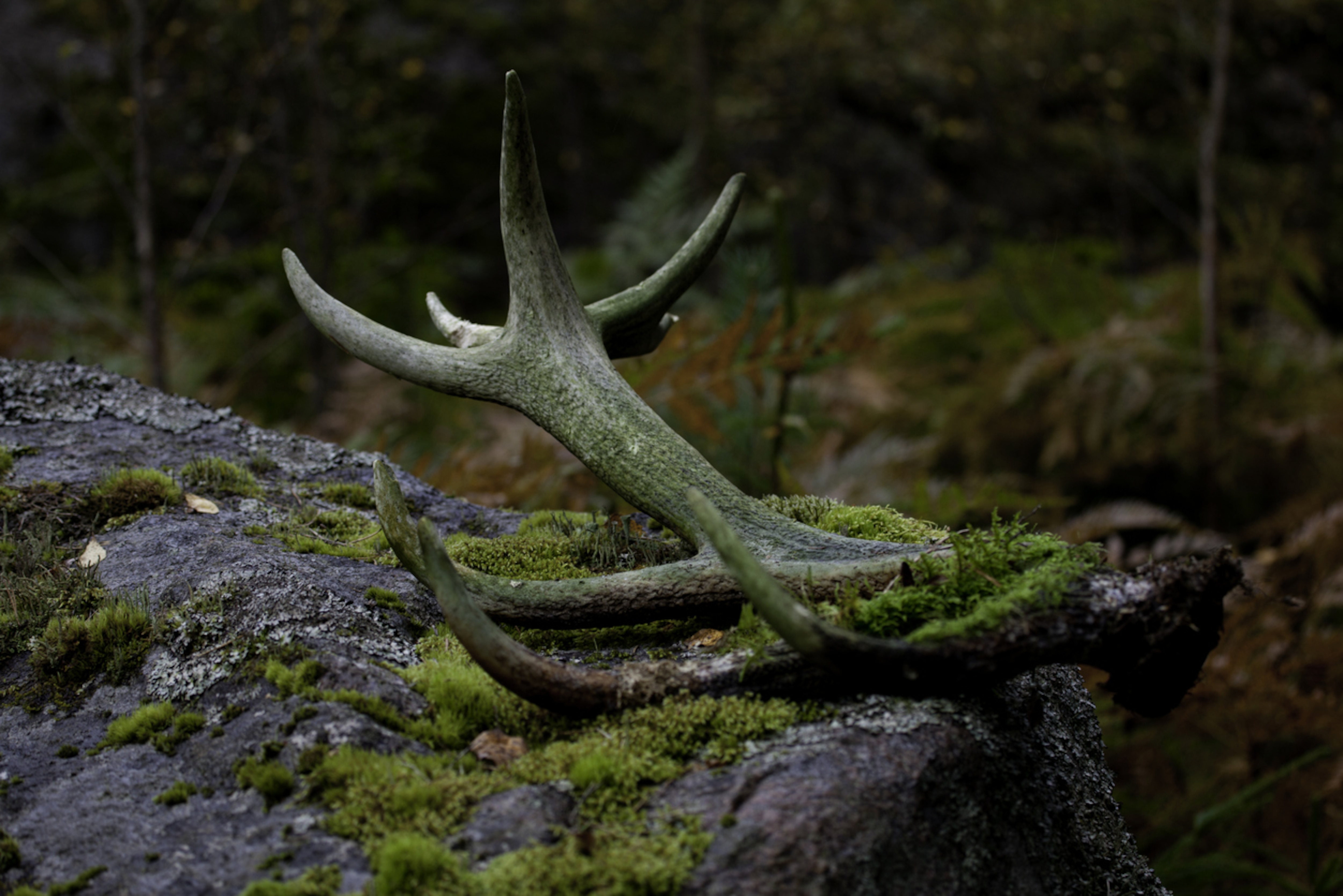 Découvrez la chasse à l'orignal avec « l'Homme Panache