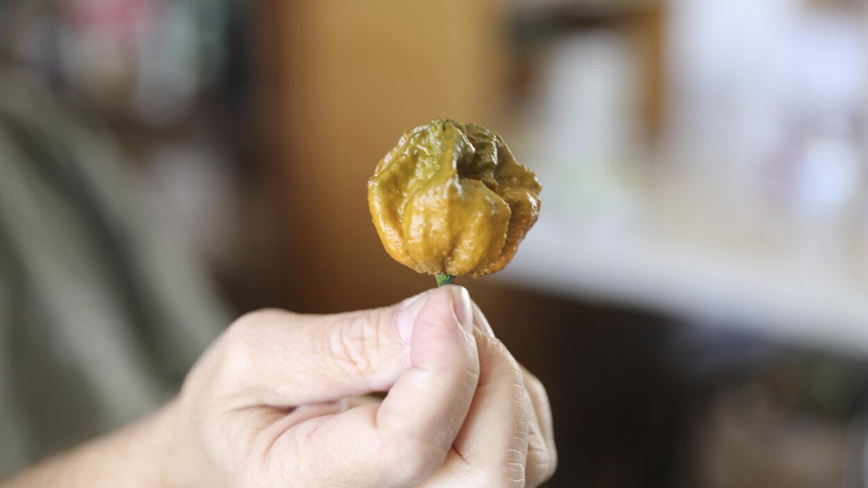 Mesurer la force des piments forts | Radio-Canada