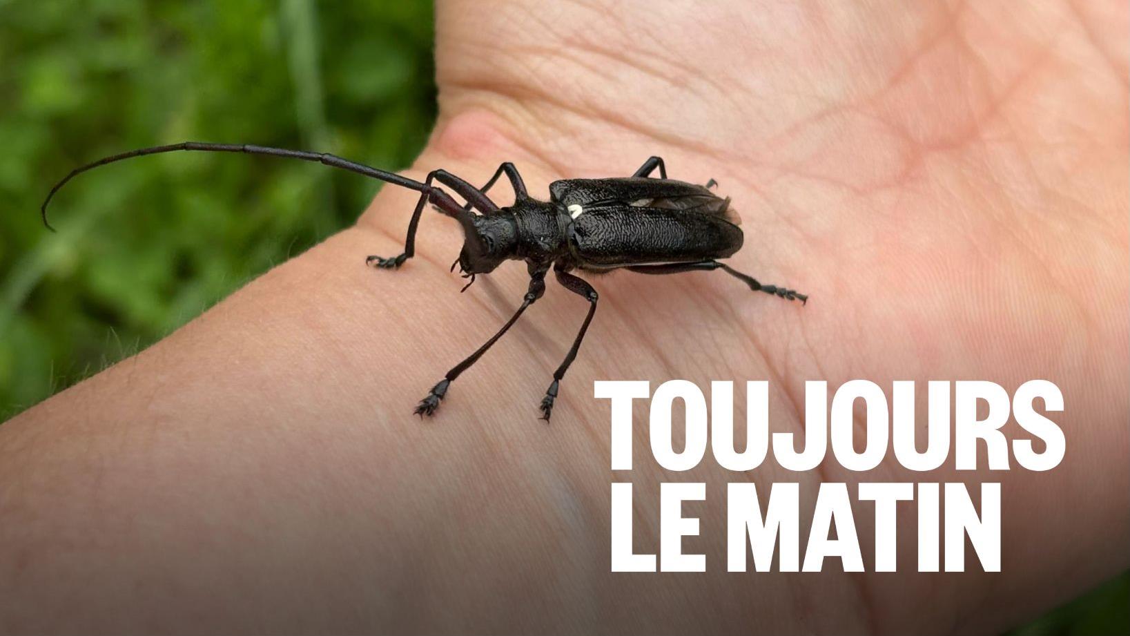 Pourquoi les insectes sont-ils plus nombreux cet été? | OHdio | Radio ...