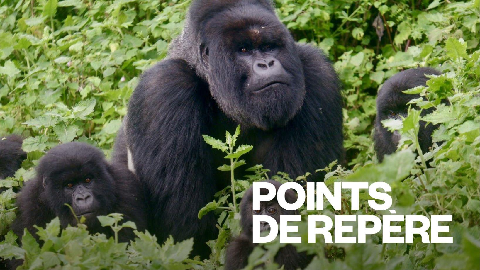 Queen Kong, de Shelly Masi, la scientifique qui murmure à l’oreille des gorilles | OHdio | Radio ...
