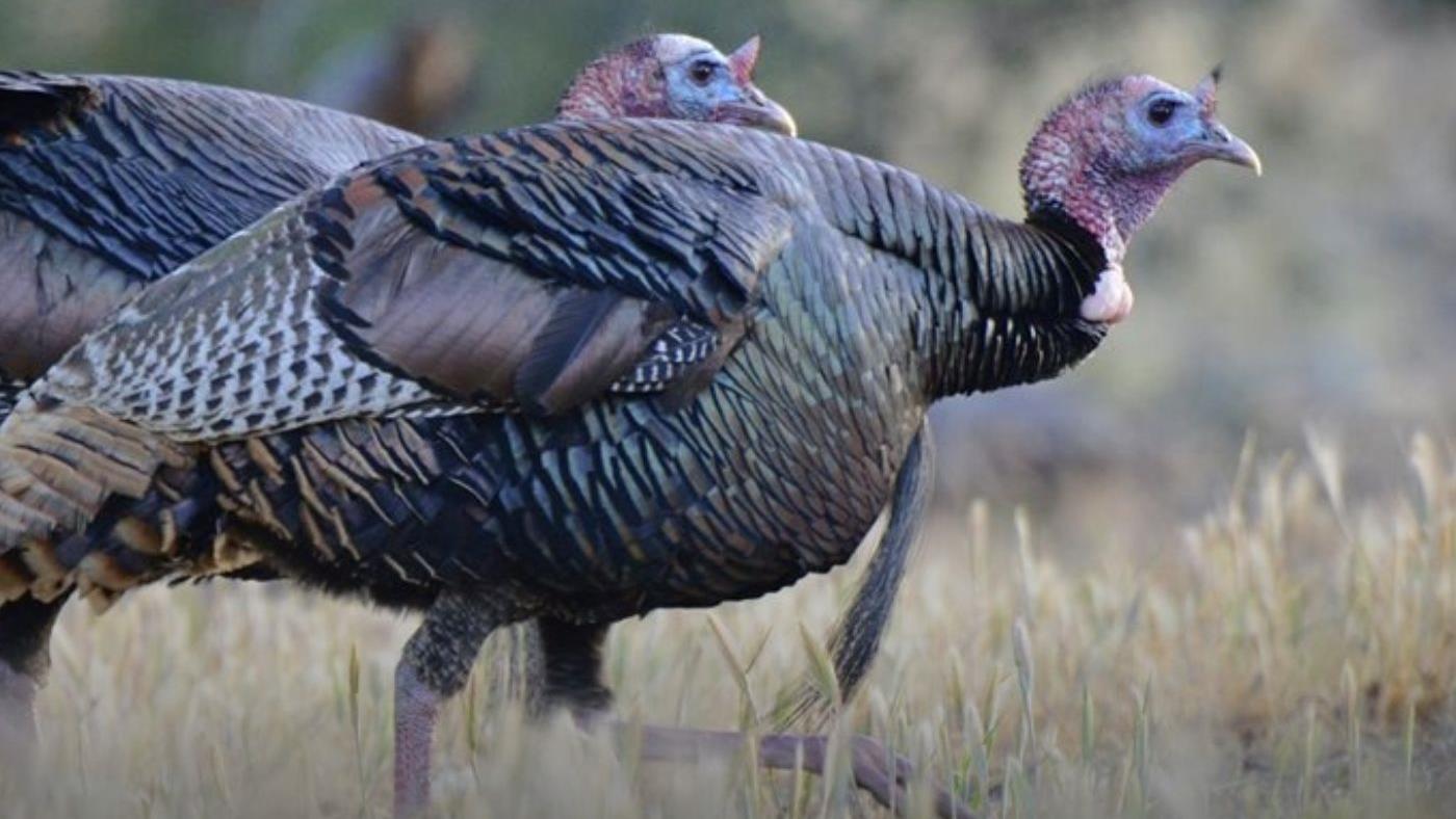 La saison de la chasse aux dindons sauvages et de la pêche s'ouvre en ...