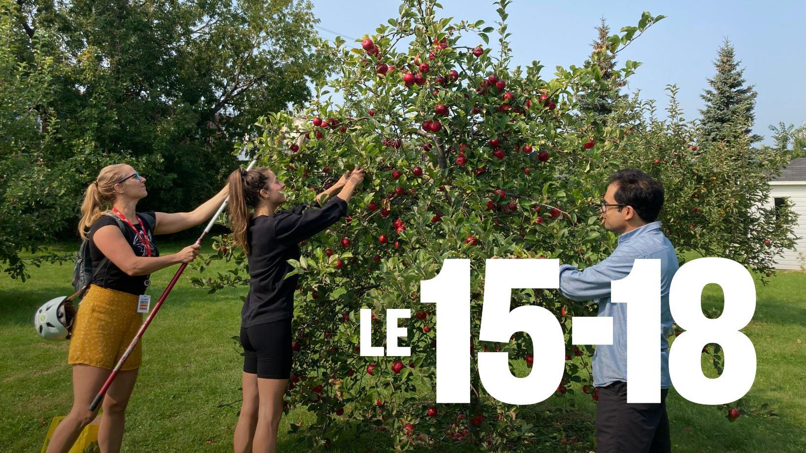 Cueillir les fruits dans les cours privées et les partager | OHdio ...