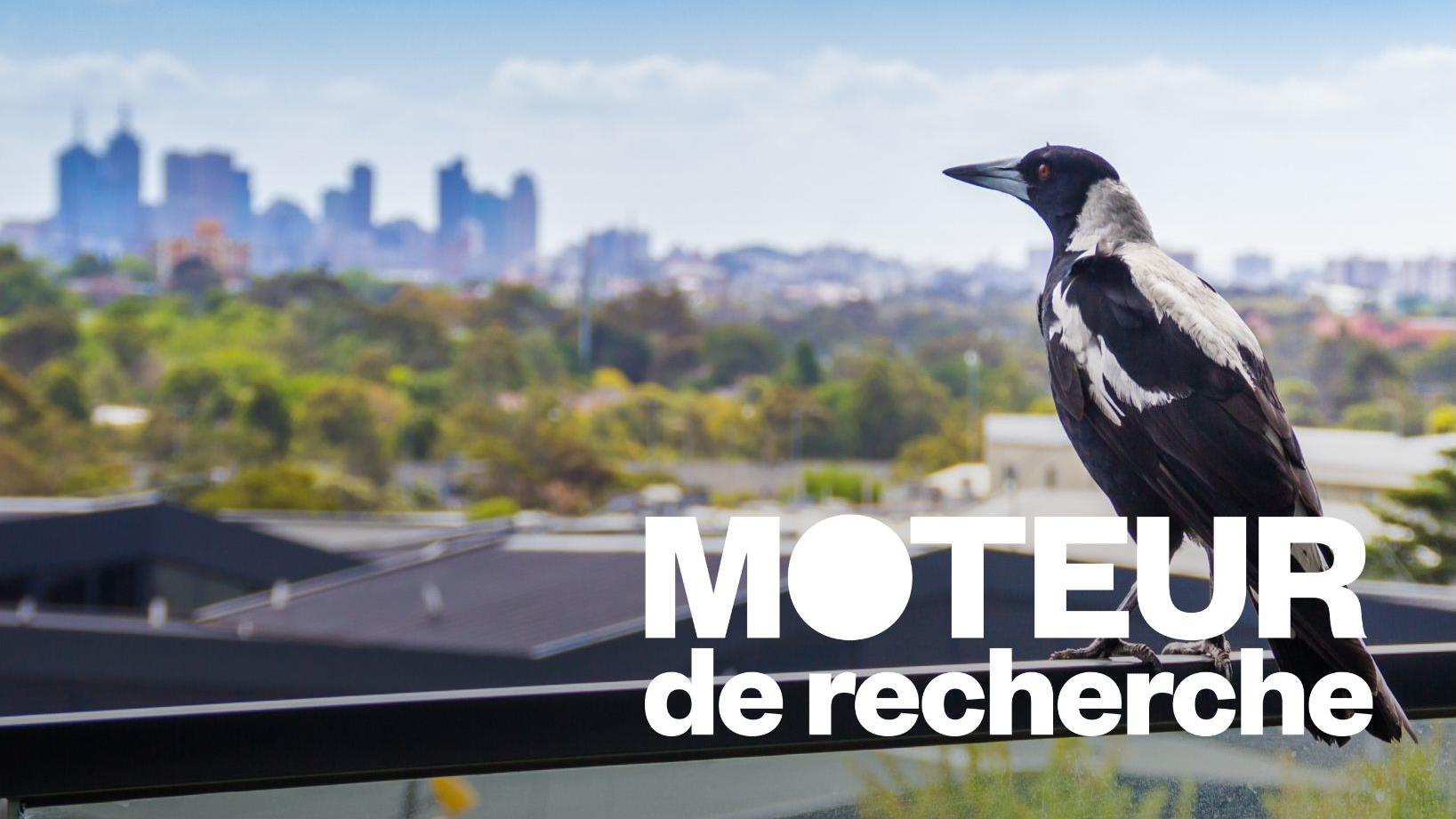 Les êtres humains, une nuisance sonore pour les espèces en milieu ...