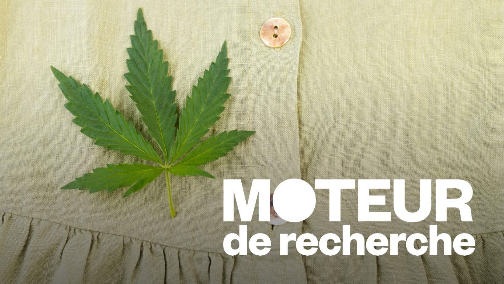 Le chanvre, une plante sous-utilisée à l’immense potentiel | OHdio ...
