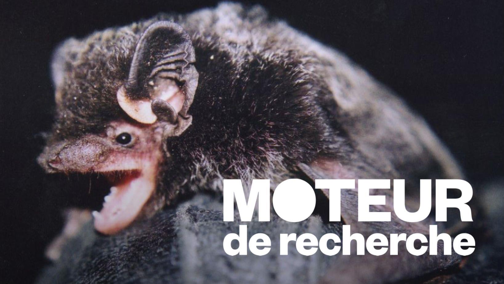 Comment devenir de sympathiques hôtes à chauve-souris | OHdio | Radio ...