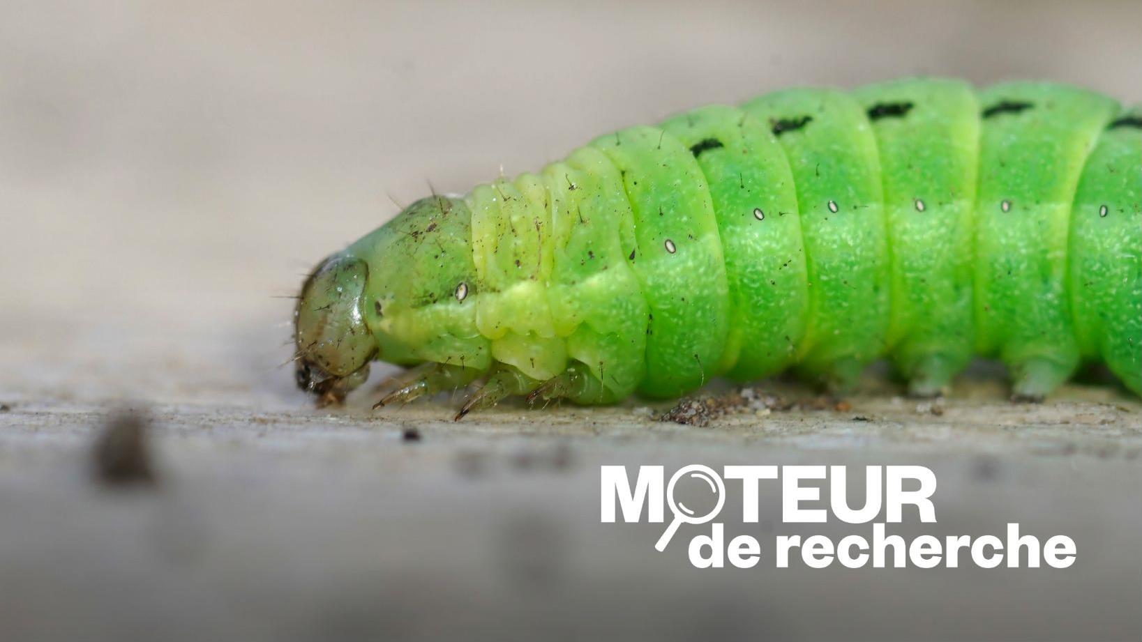 Une intrigante chenille dotée d’antigel | OHdio | Radio-Canada