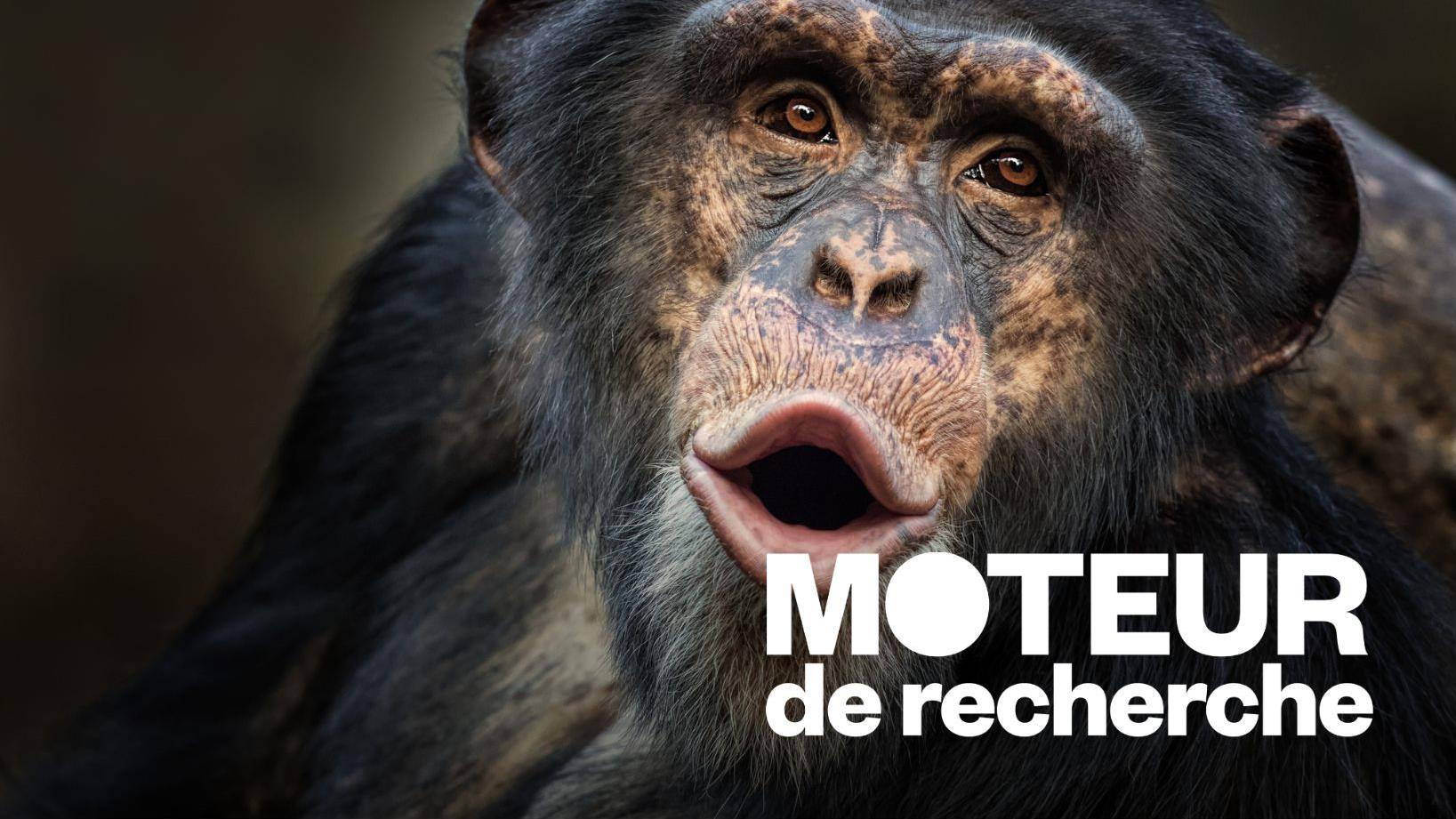 Un singe a plus de chances que l’IA de réécrire Don Quichotte à l ...