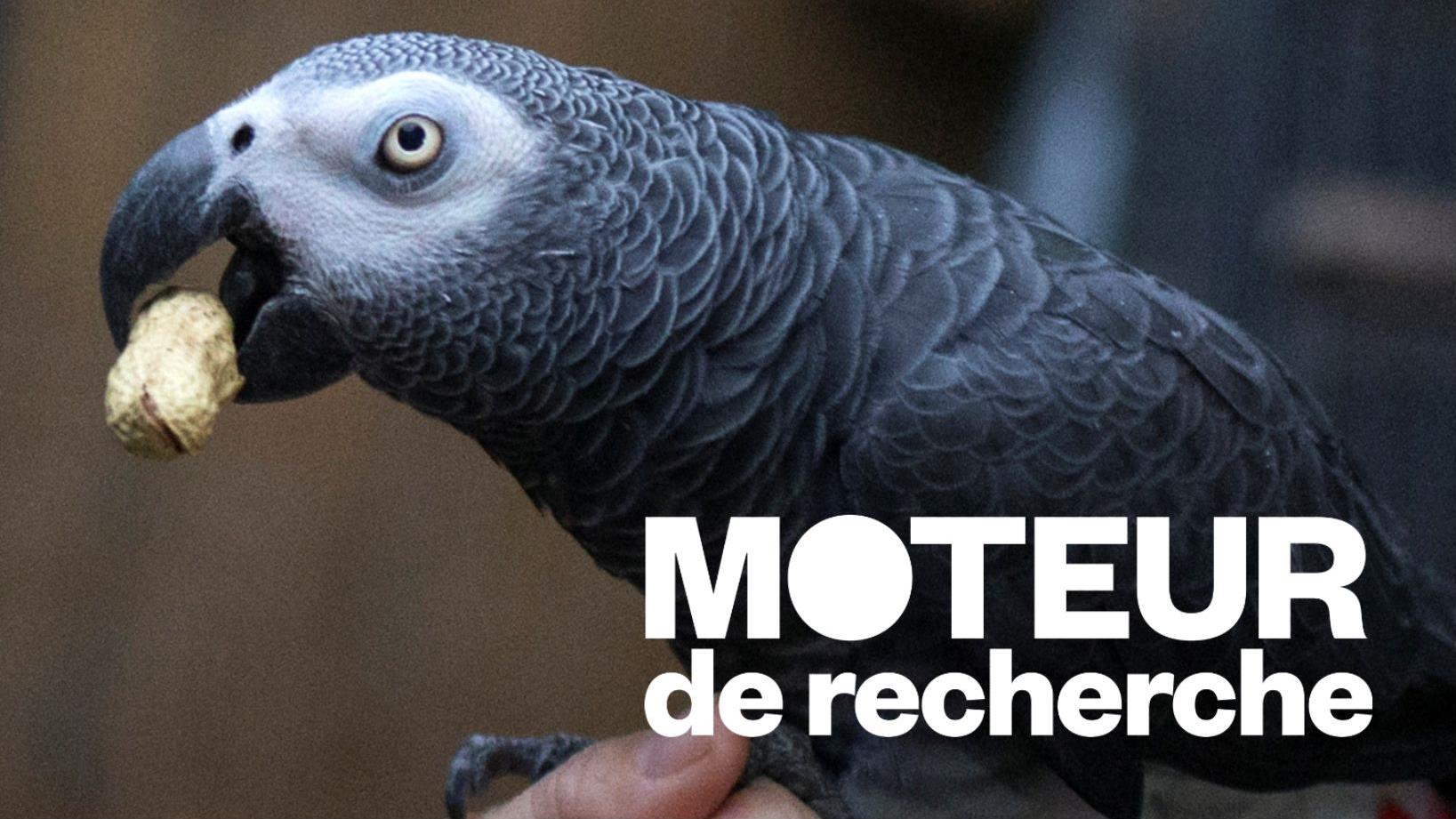 Le cerveau unique du perroquet lui permet d’être un imitateur hors pair ...