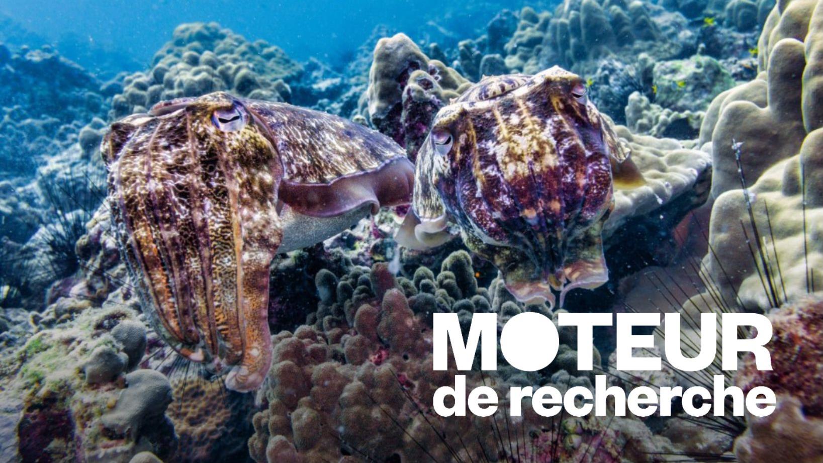 Les 1001 merveilles du mimétisme animal | OHdio | Radio-Canada