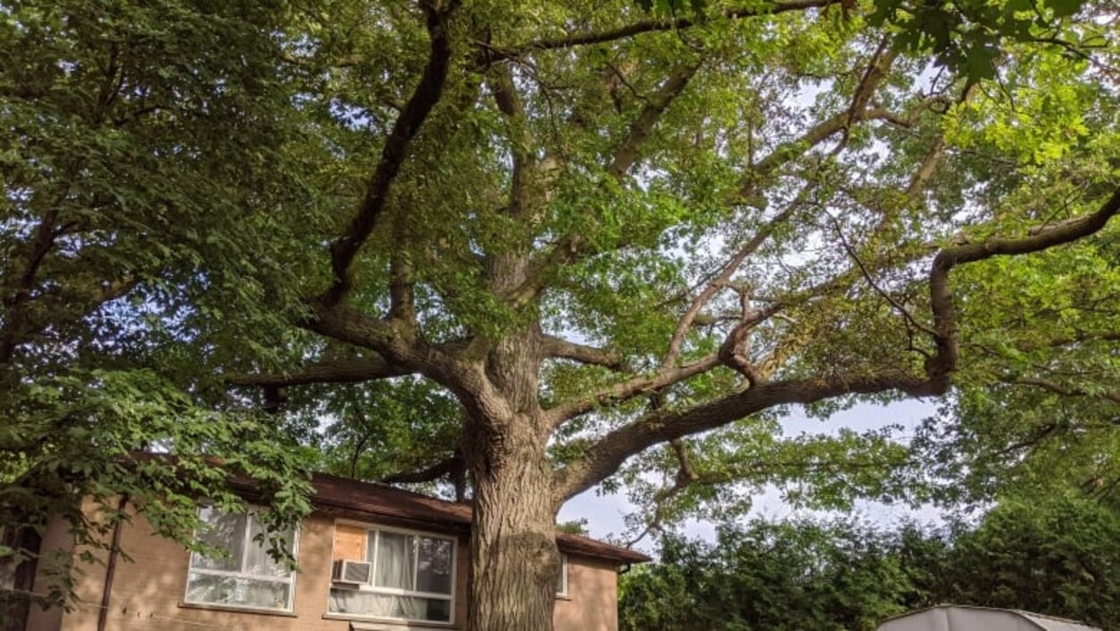 Toronto agreed to buy a home to save a 250-year-old tree. Now, the ...
