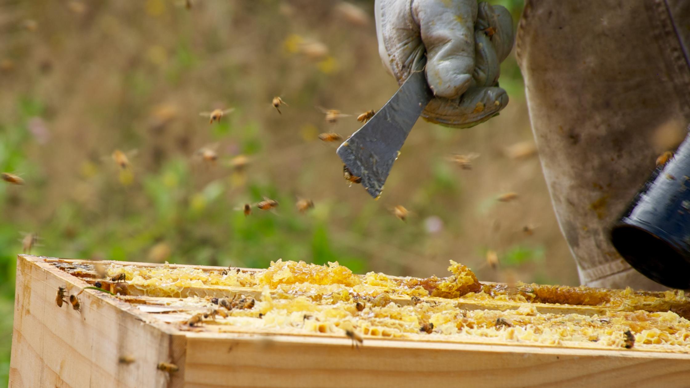 Un été productif pour le miel dans la région | OHdio | Radio-Canada