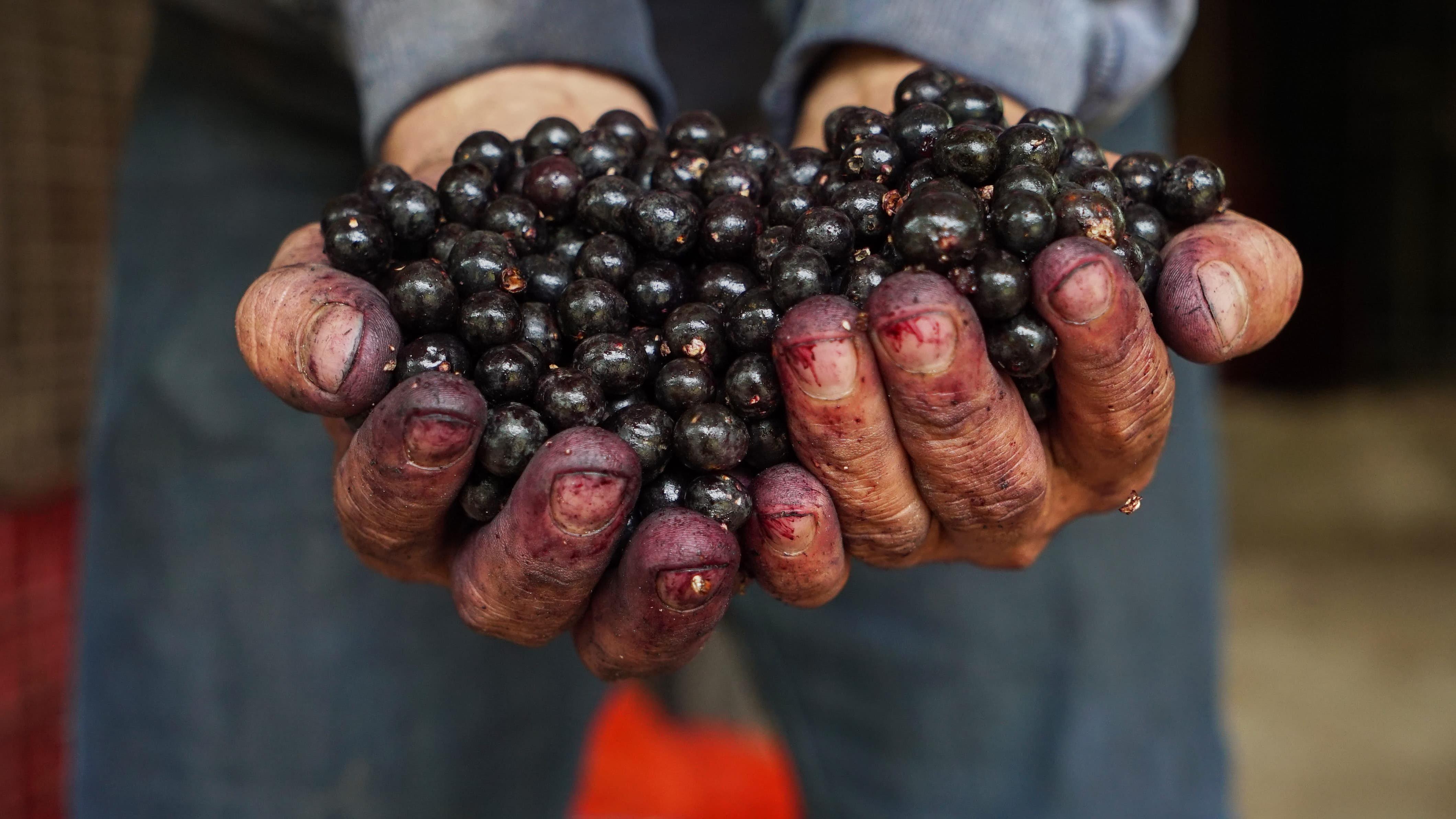 L’açaï, superfruit brésilien | Radio-Canada.ca