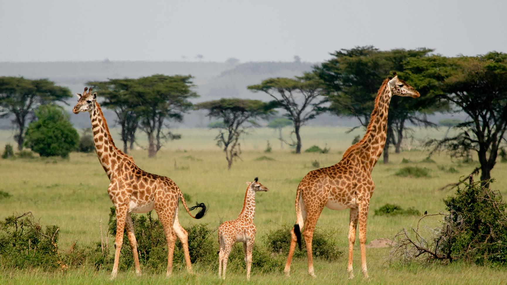 Protéger les savanes plutôt que reboiser : Les explications d'Alexandre ...
