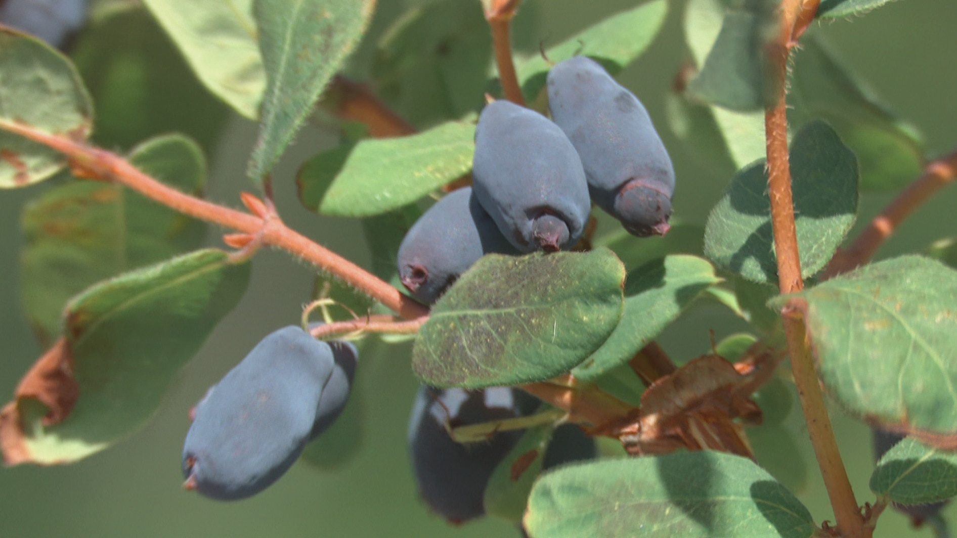 Connaissez-vous la camerise? | OHdio | Radio-Canada