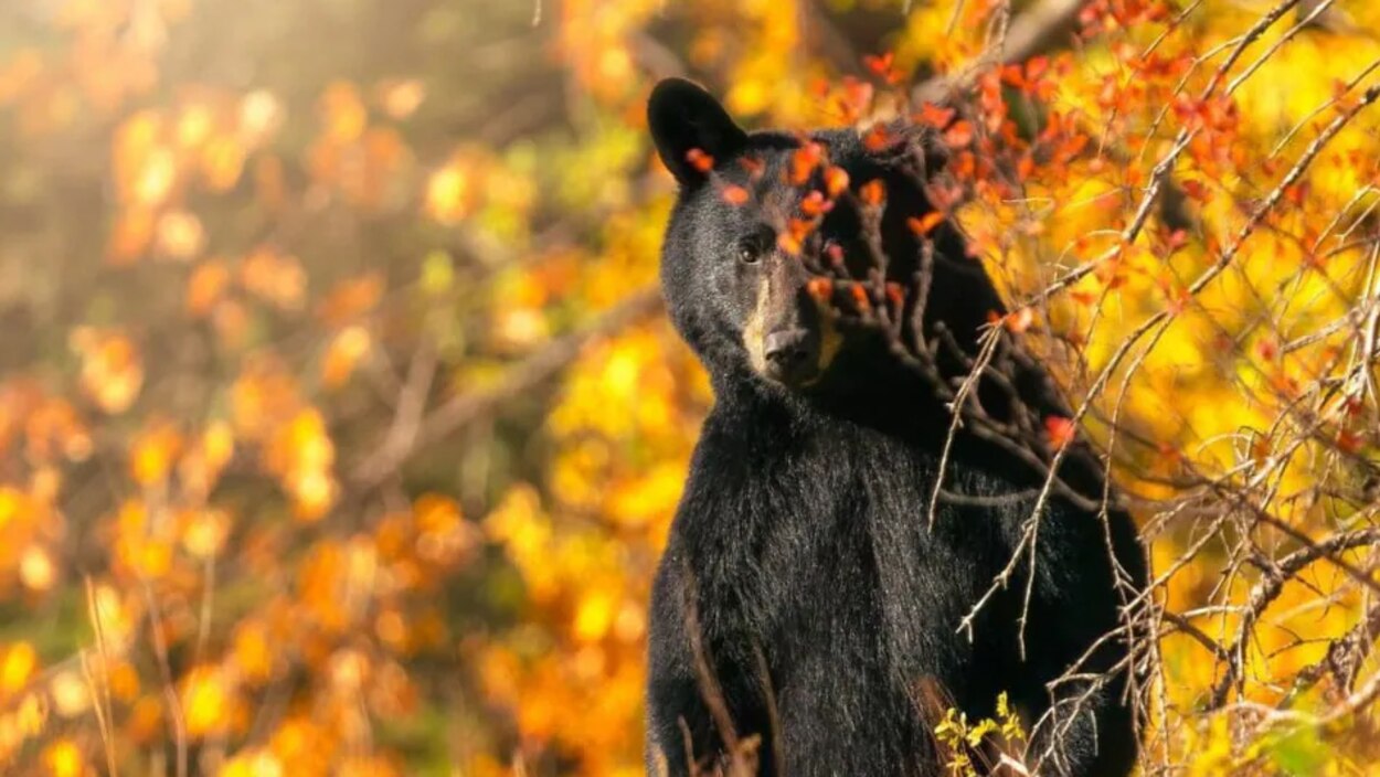 Photographer mula sa Atikokan, Ontario, paborito sa Instagram | Radio ...